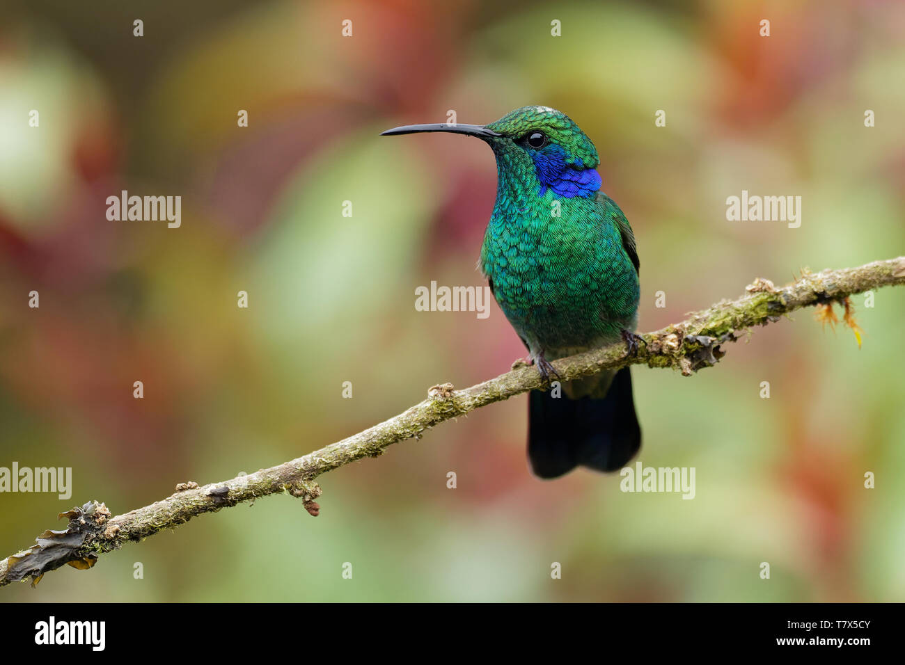 Colibri feeder hi-res stock photography and images - Alamy