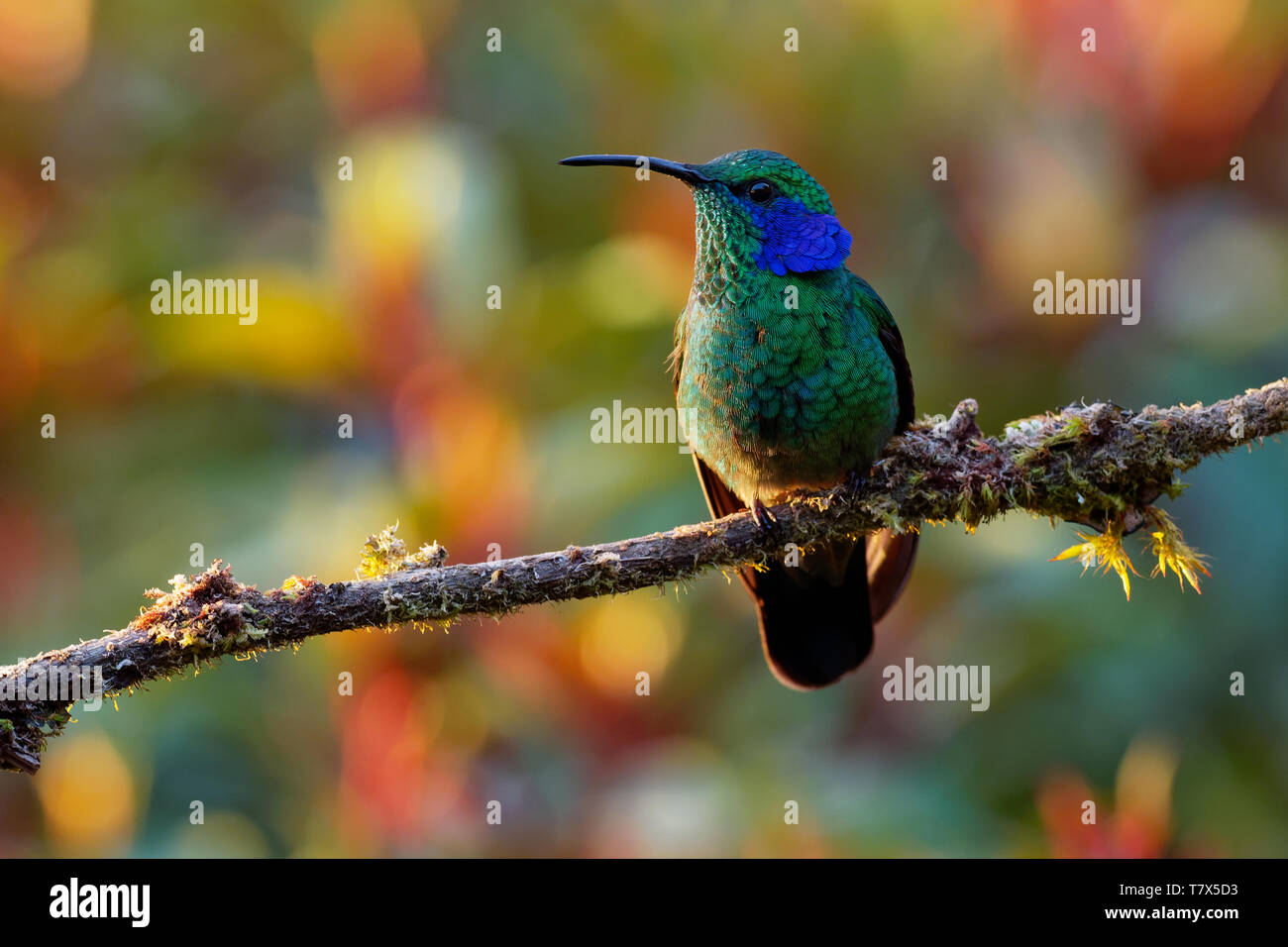 Lesser hummingbird hi-res stock photography and images - Alamy