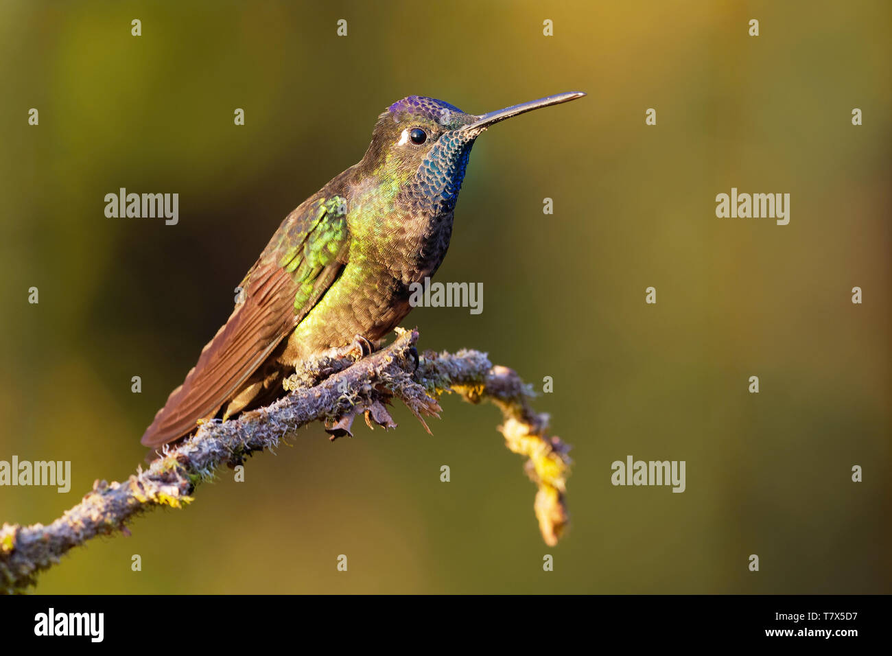 Fauna de panamá hi-res stock photography and images - Alamy
