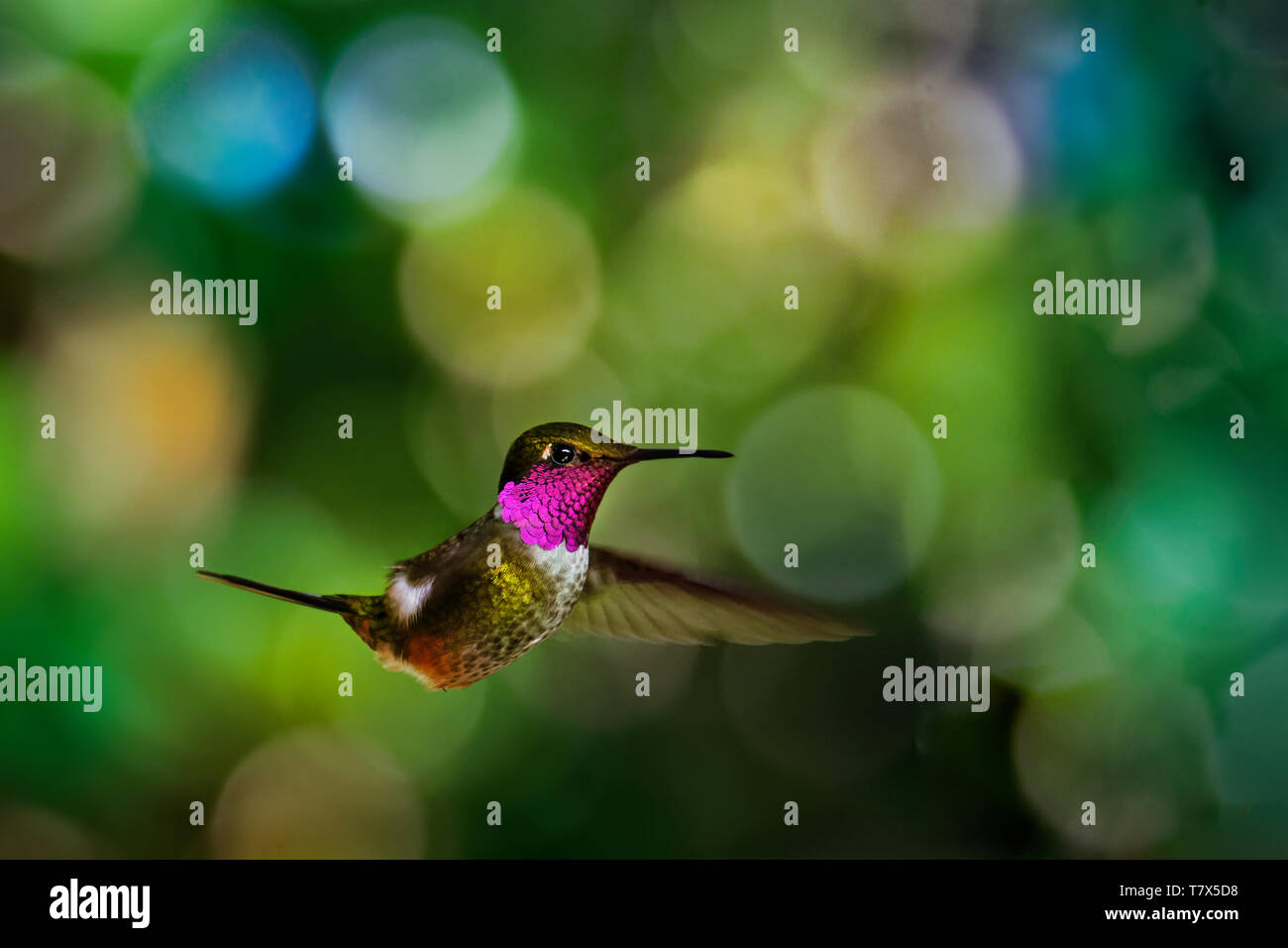 Panama hummingbird hi-res stock photography and images - Alamy