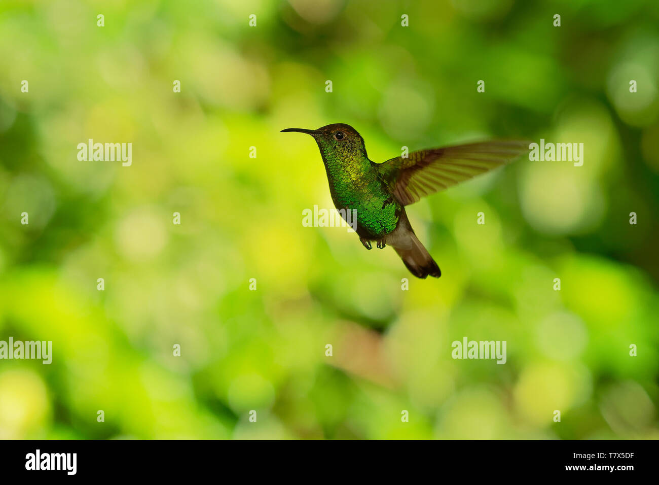 Coppery-headed Emerald - Elvira cupreiceps small hummingbird endemic to ...