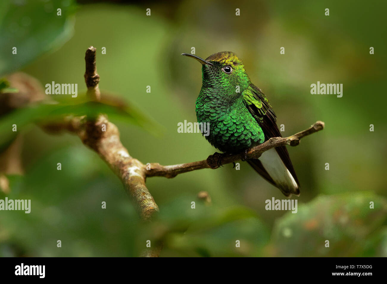 Coppery-headed Emerald - Elvira cupreiceps small hummingbird endemic to ...