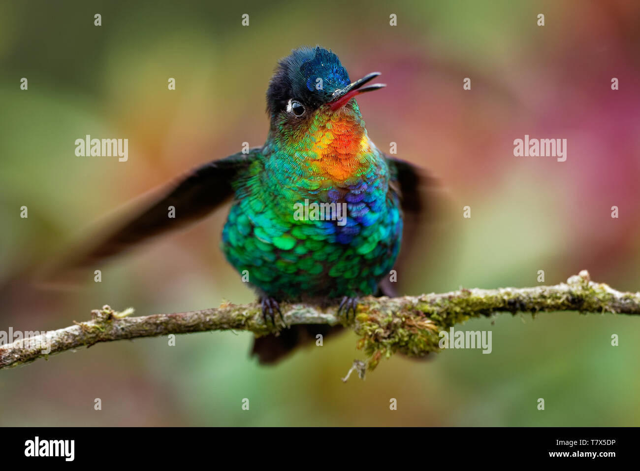 Fiery-throated Hummingbird - Panterpe insignis medium-sized hummingbird ...