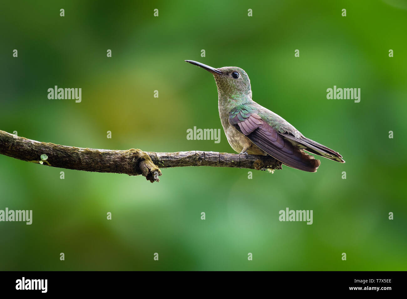Scaly-breasted hummingbird - Phaeochroa cuvierii species of hummingbird ...