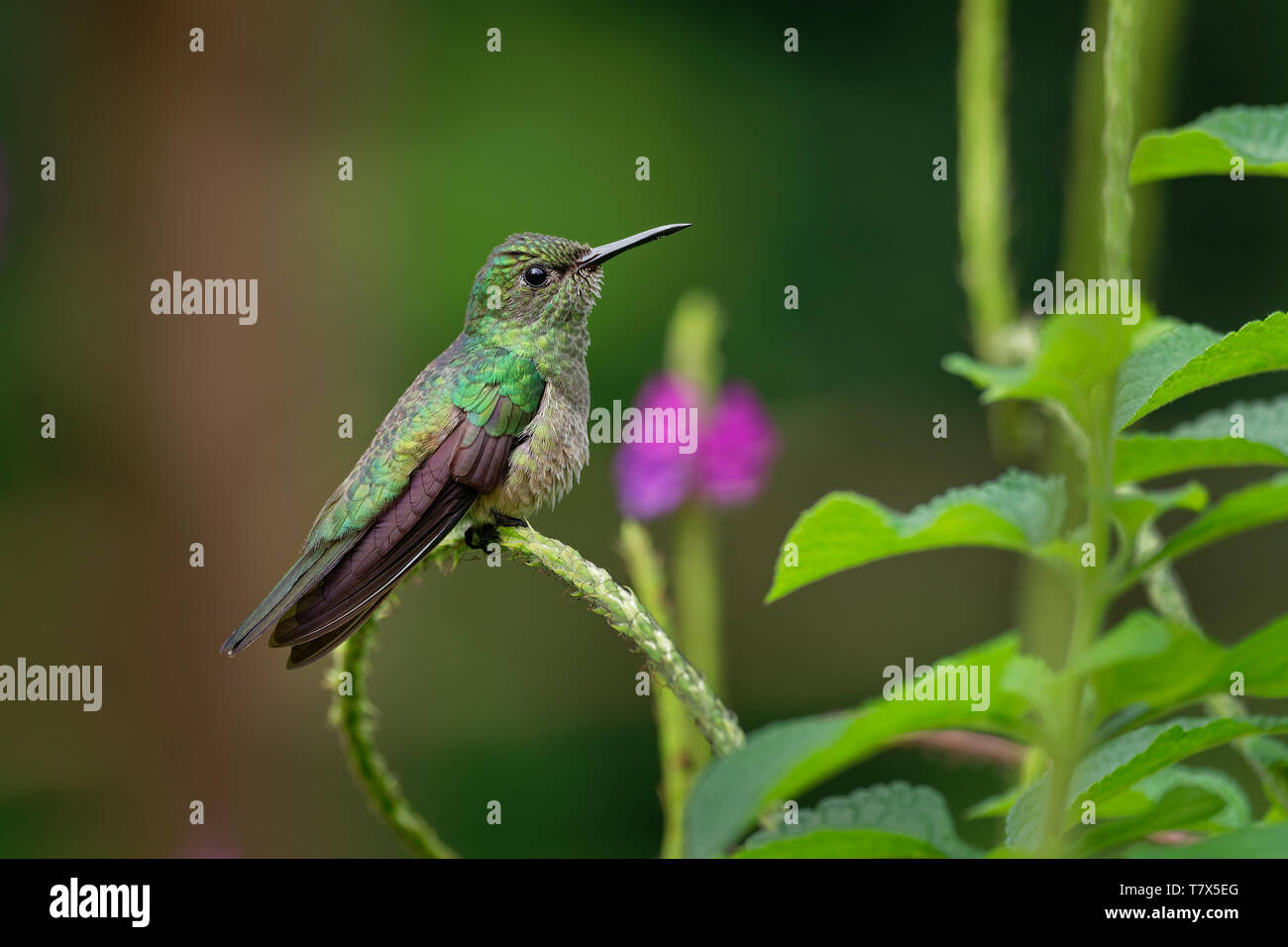 Scaly-breasted hummingbird - Phaeochroa cuvierii species of hummingbird ...