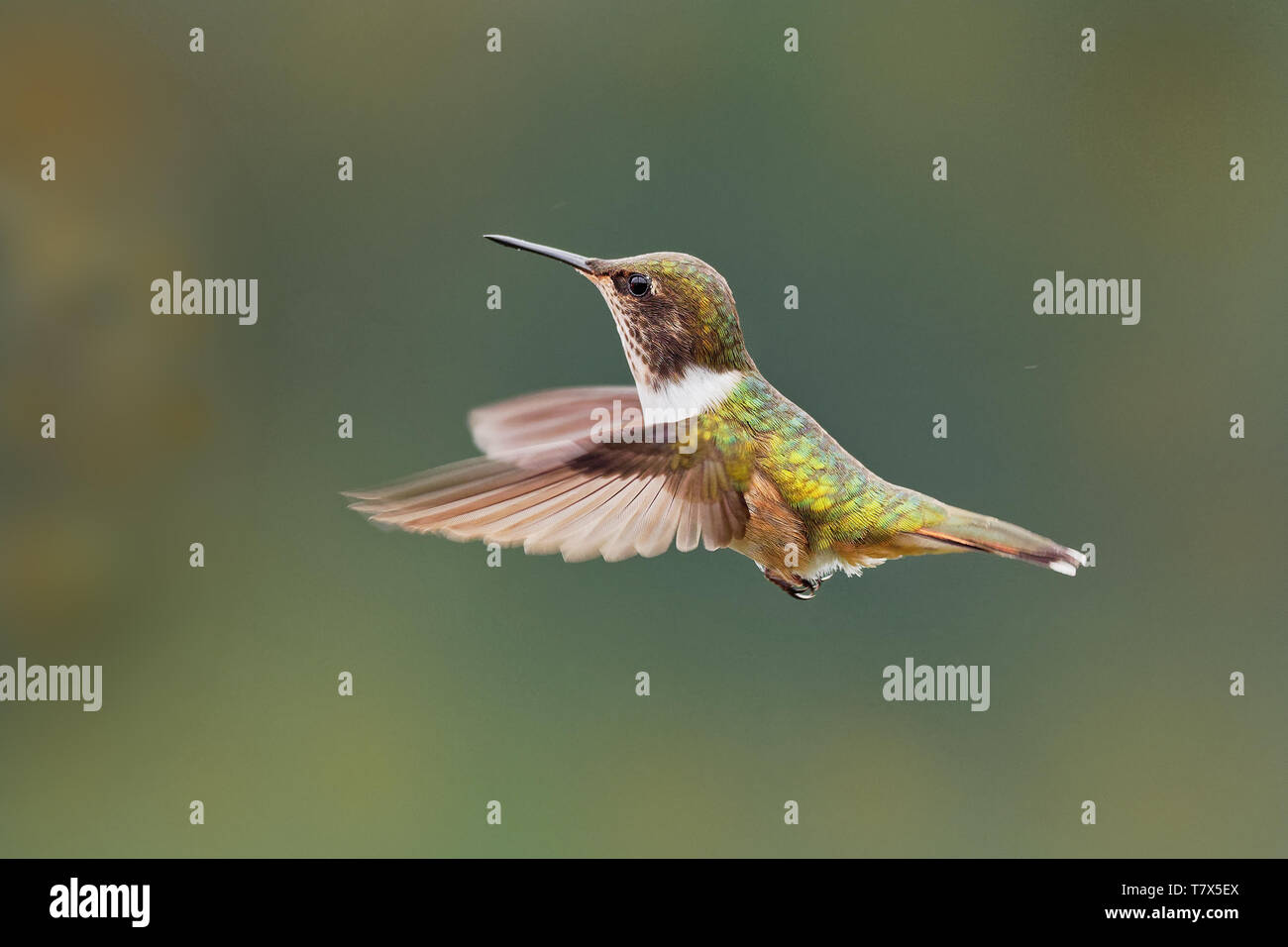 Volcano Hummingbird - Selasphorus flammula very small hummingbird which ...