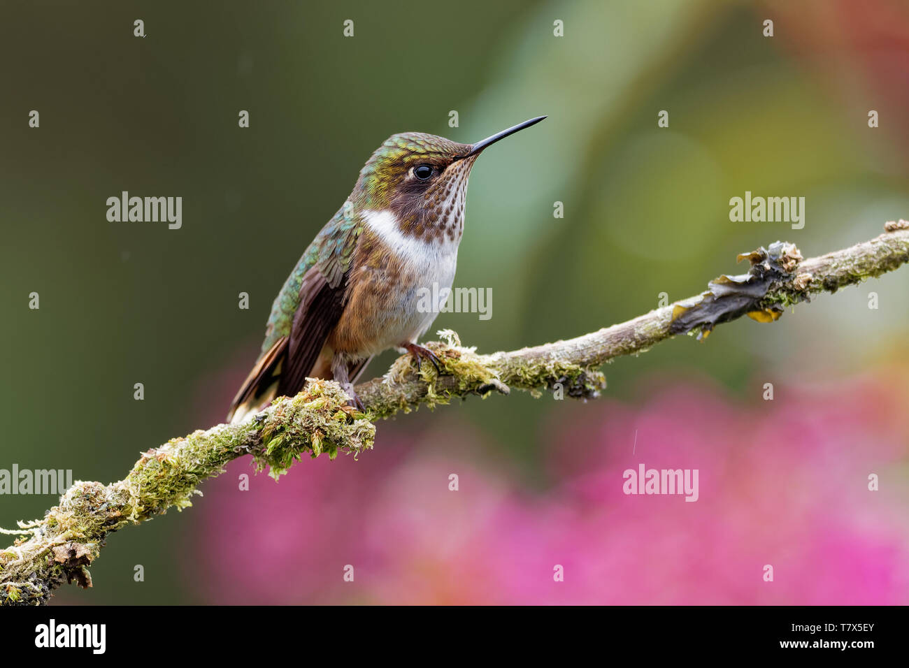 Volcano Hummingbird - Selasphorus flammula very small hummingbird which ...