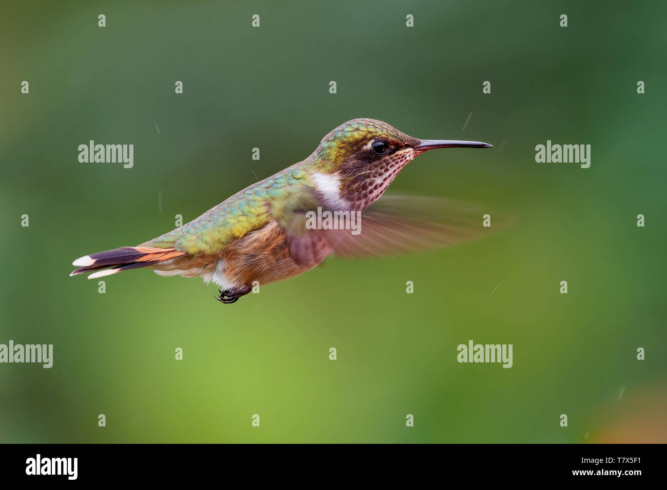 Volcano Hummingbird - Selasphorus flammula very small hummingbird which ...