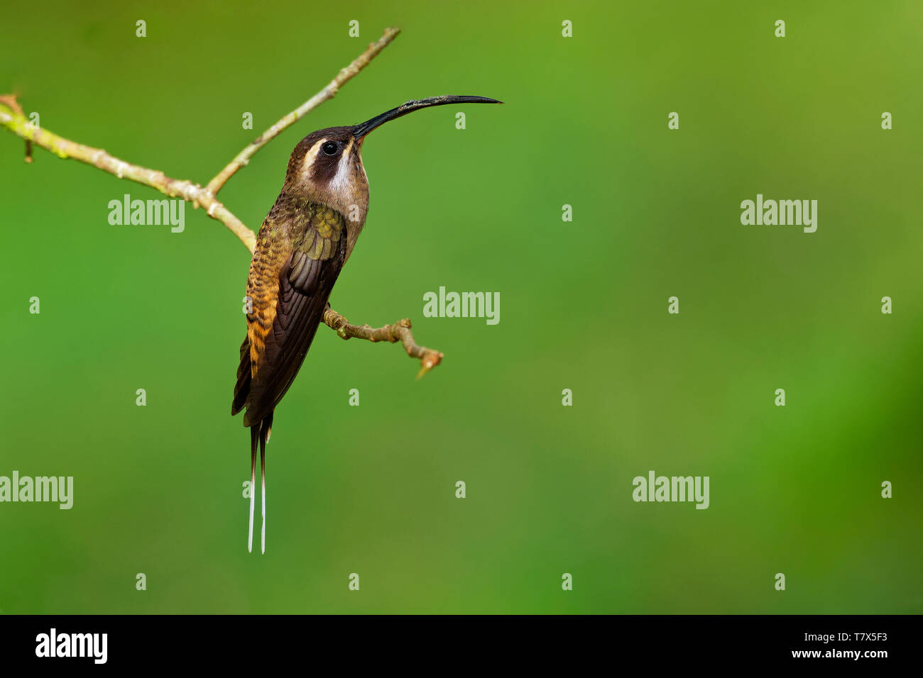 Long billed hummingbird hi-res stock photography and images - Alamy