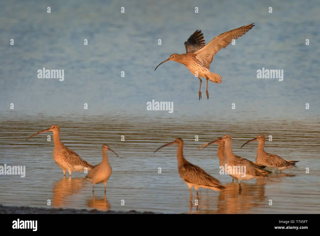 Flock of curlews hi-res stock photography and images - Alamy