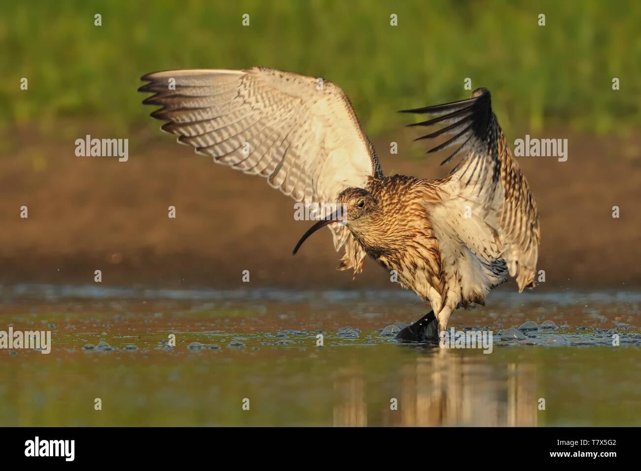 Eurasian curlew wings hi-res stock photography and images - Alamy