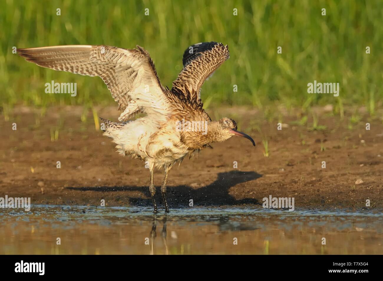 Eurasian curlew wings hi-res stock photography and images - Alamy