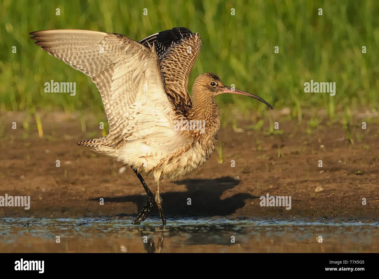 Eurasian curlew wings hi-res stock photography and images - Alamy