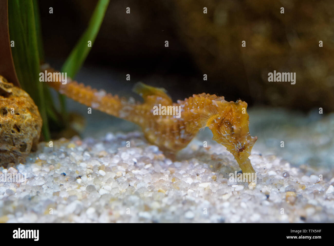 Short snouted seahorse - Hippocampus hippocampus in the family ...