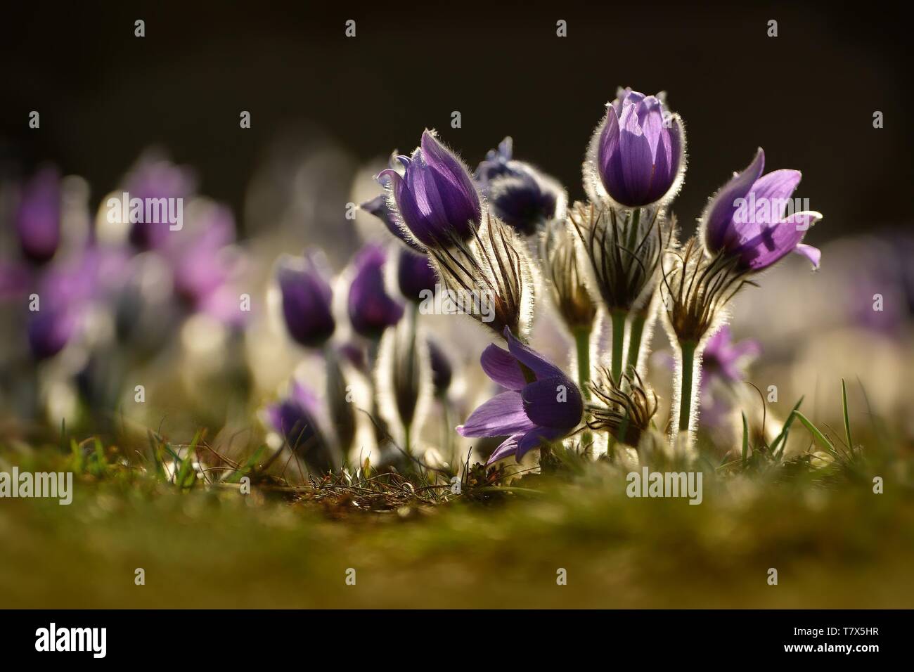 Botany pasque flower pulsatilla hi-res stock photography and images - Alamy