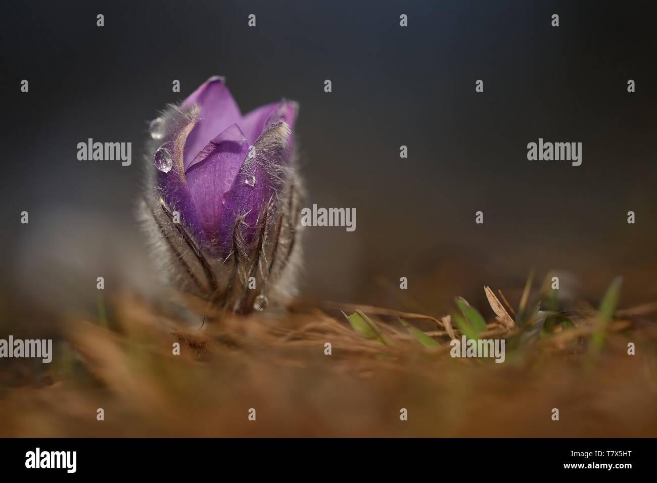Yellow pulsatilla hi-res stock photography and images - Alamy