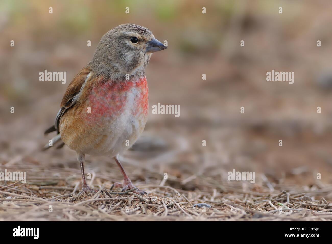 Eurasian linnet hi-res stock photography and images - Alamy