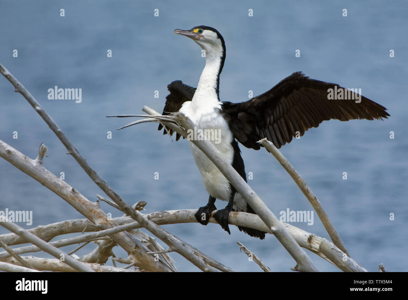 Shag bird australia hi-res stock photography and images - Alamy