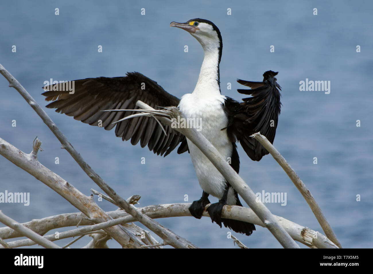 Shag bird australia hi-res stock photography and images - Alamy