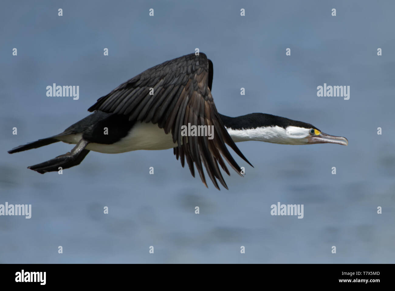 Shag bird australia hi-res stock photography and images - Alamy