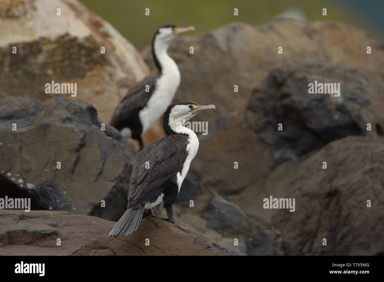Two Pied Shags (Phalacrocorax varius) sitting on the rock near the sea ...