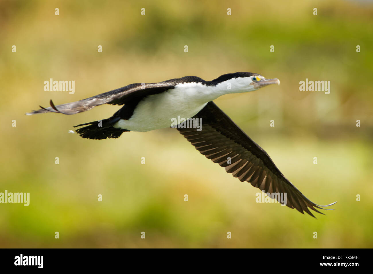 Shag bird australia hi-res stock photography and images - Alamy