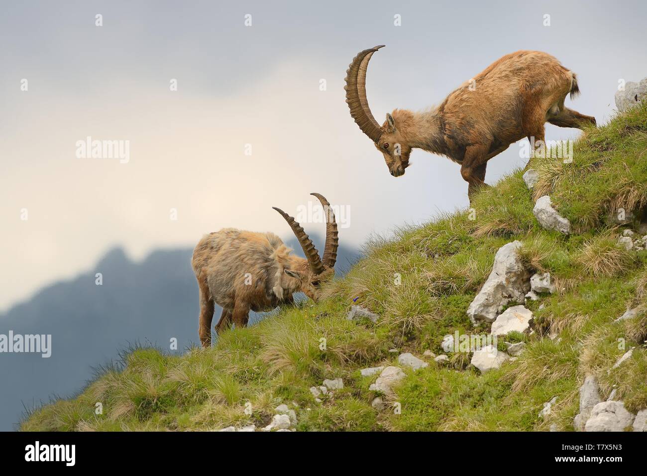 Ibex in the alps hi-res stock photography and images - Alamy