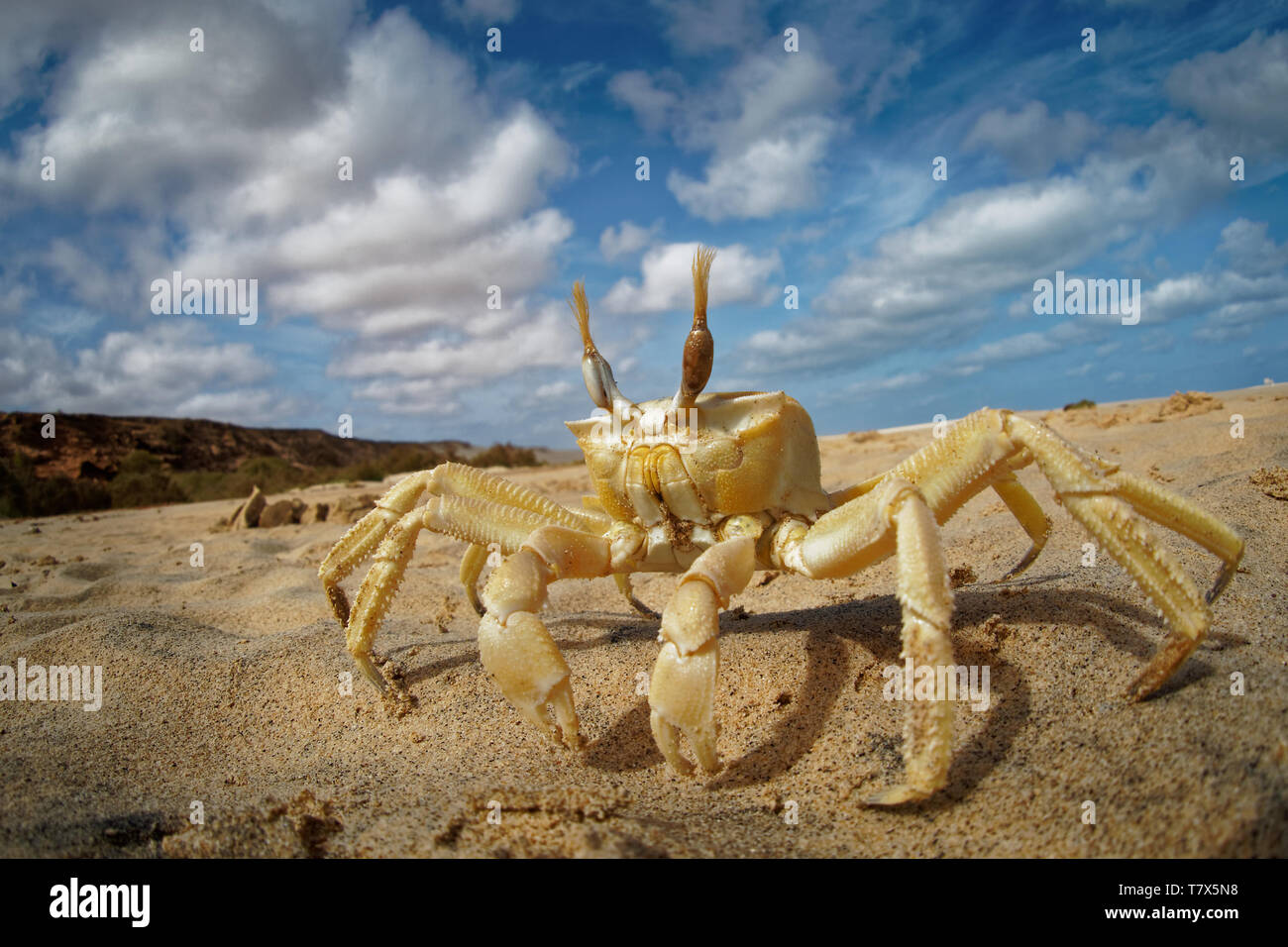 Crab - Ocypode cursor with his environment in Boa Vista, Cape Verde ...
