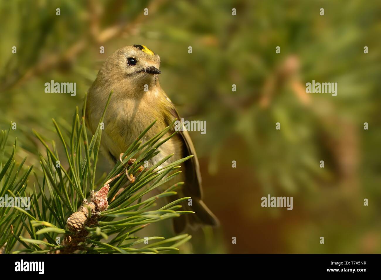 Gold crest birds hi-res stock photography and images - Alamy