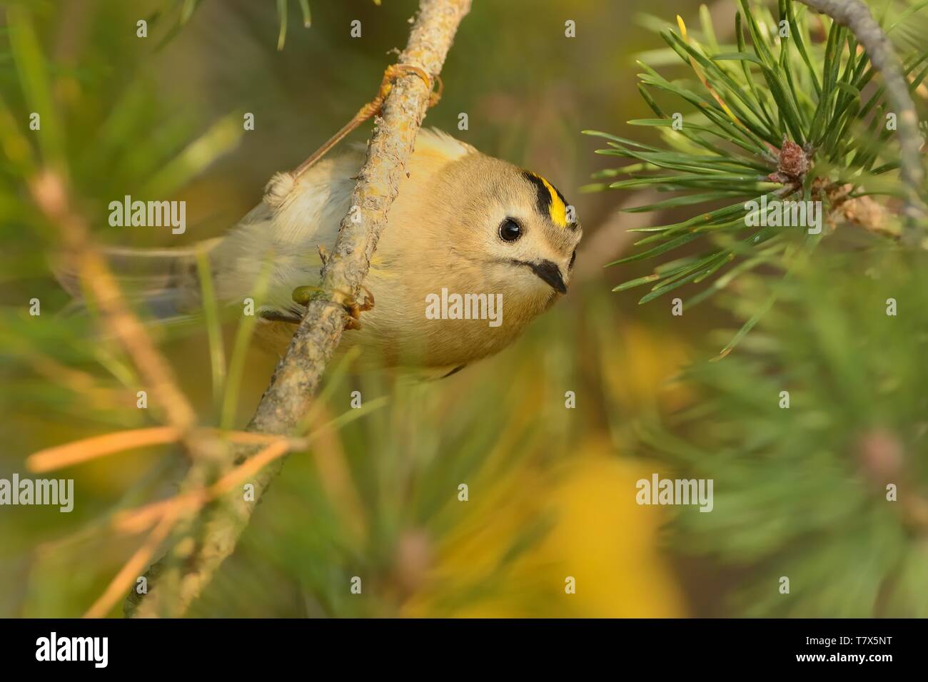 Gold crest birds hi-res stock photography and images - Alamy