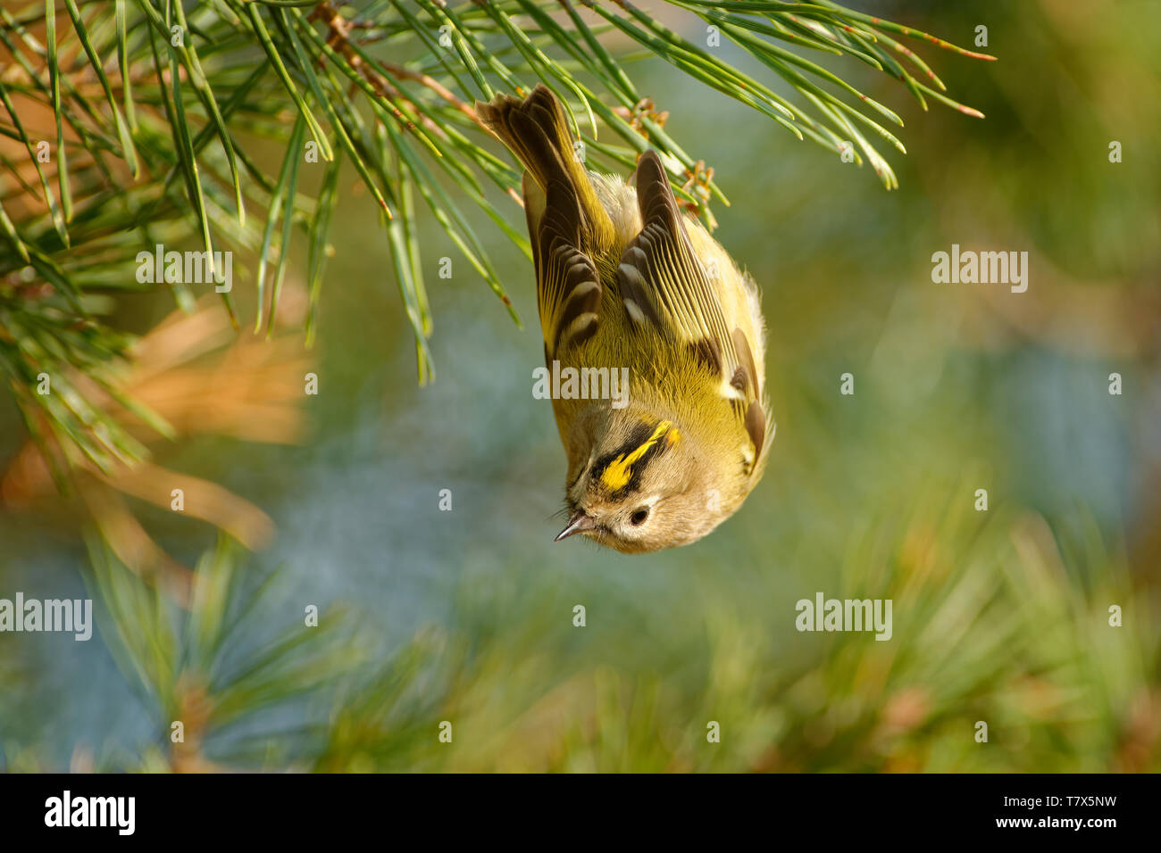 Crest feathers hi-res stock photography and images - Alamy
