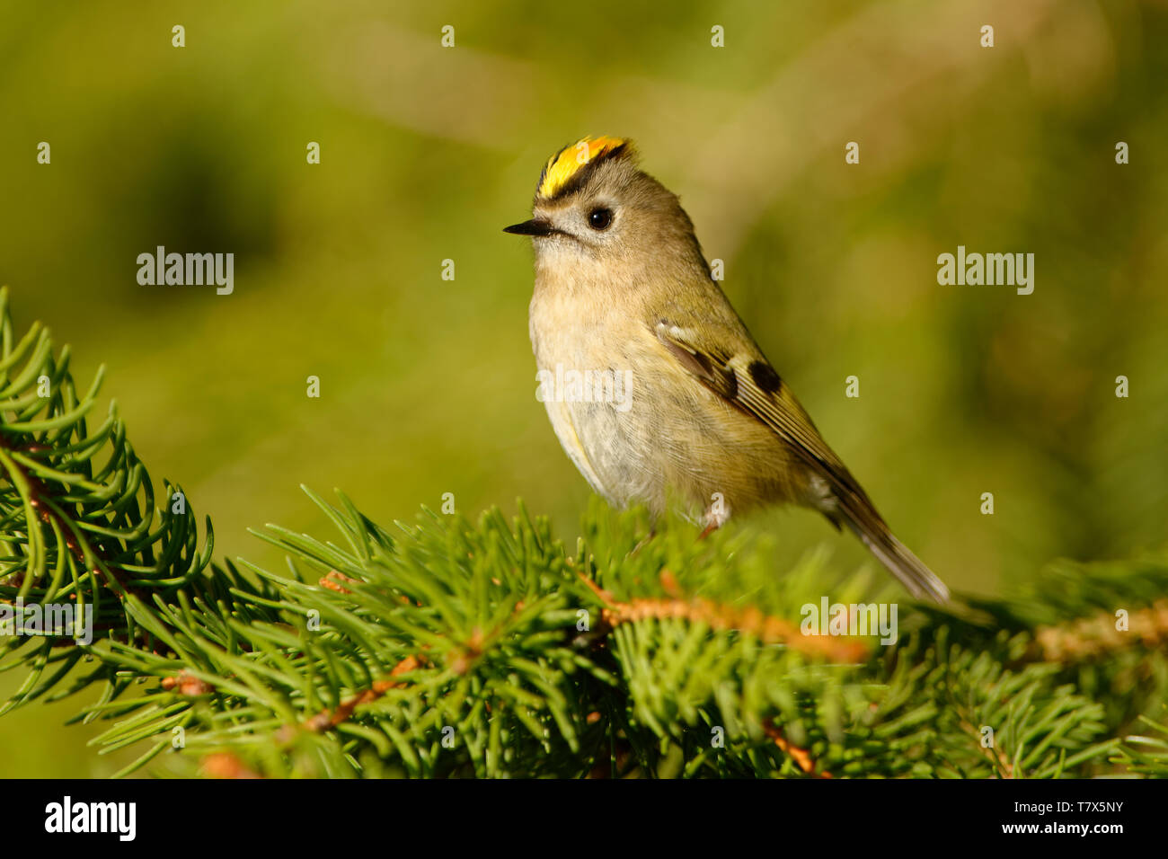 Gold crest in tree hi-res stock photography and images - Alamy