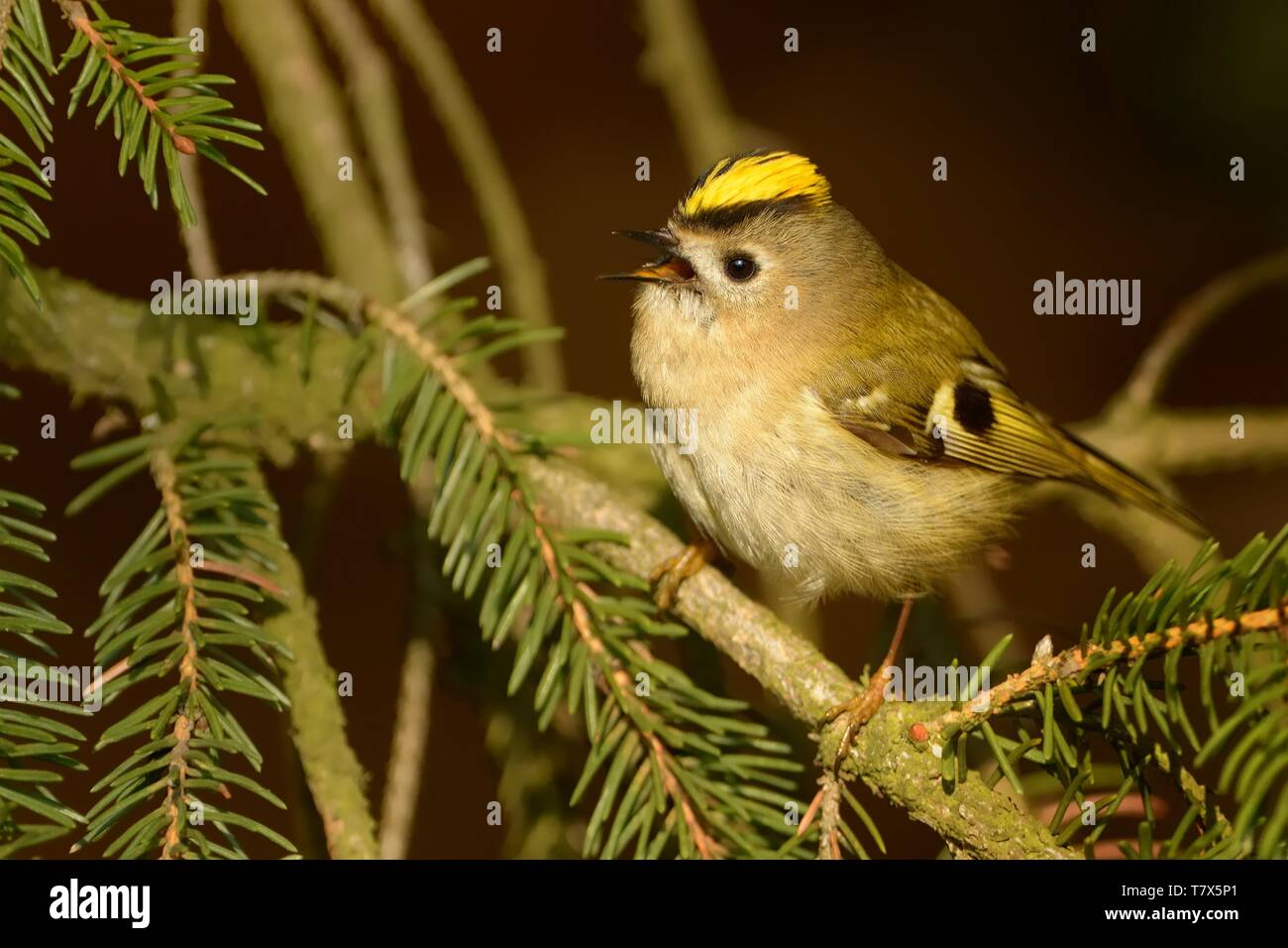 Gold crest birds hi-res stock photography and images - Alamy