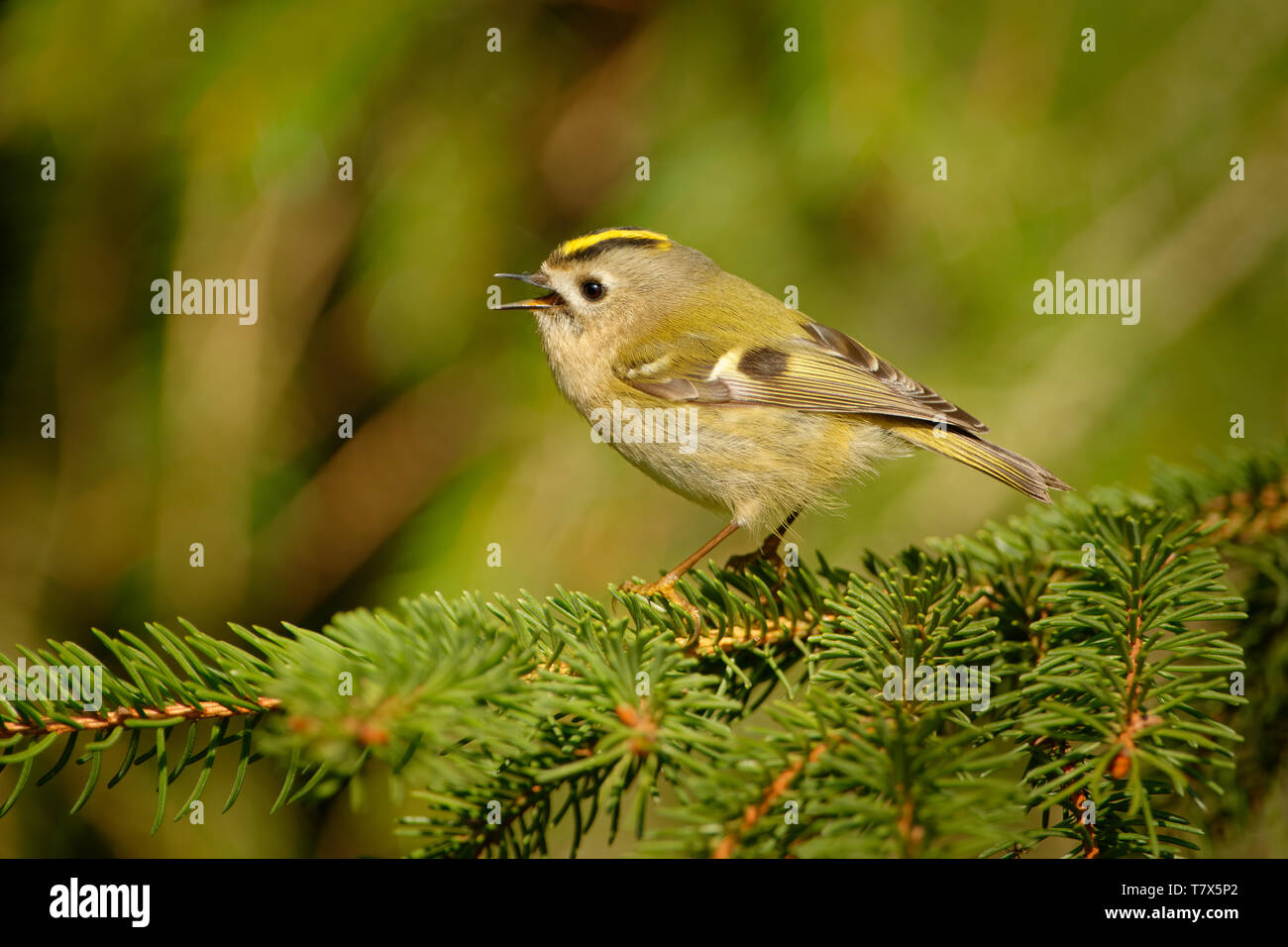 Gold crest hi-res stock photography and images - Alamy