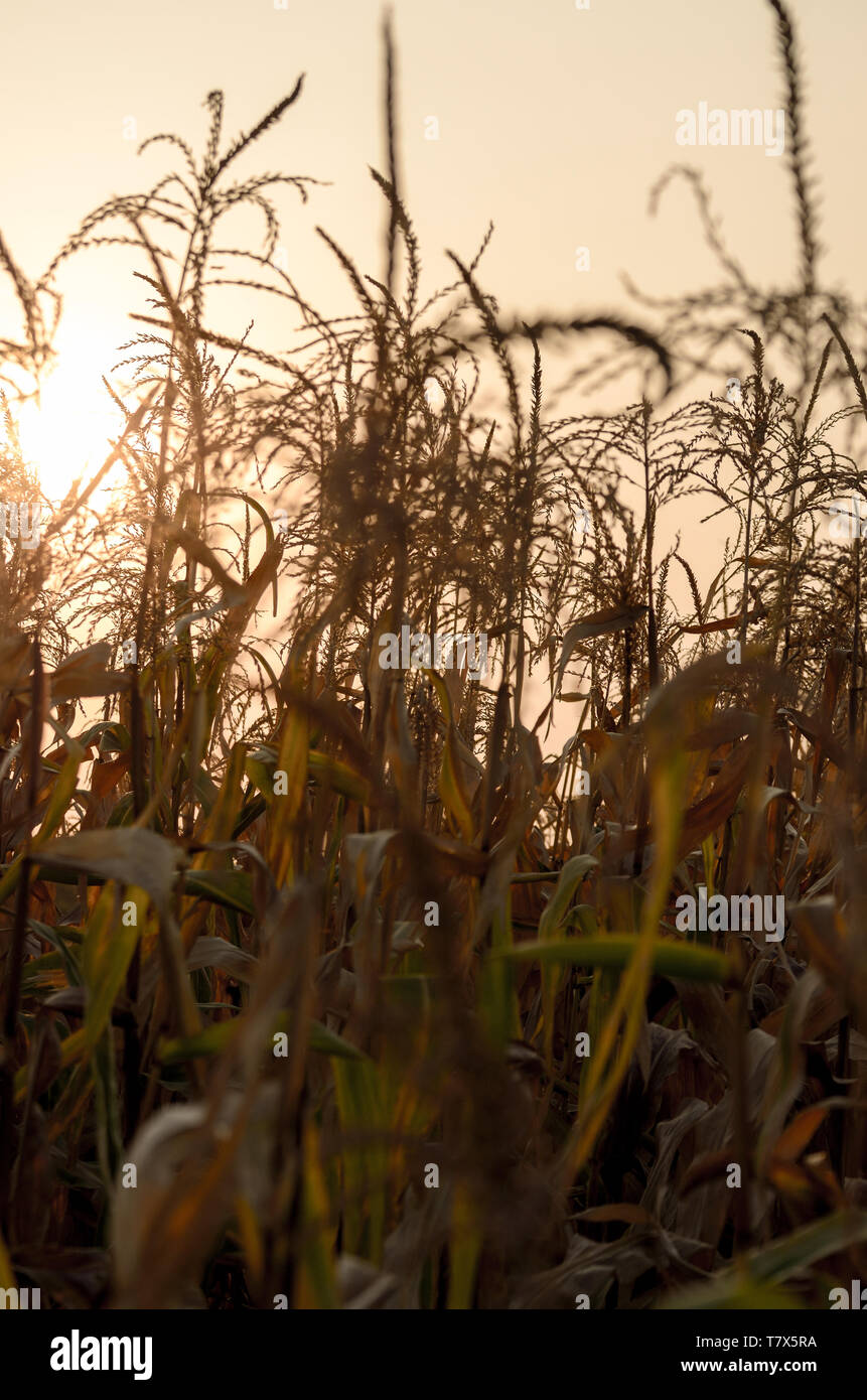 Backlit Maize field at evening sunset time Stock Photo - Alamy