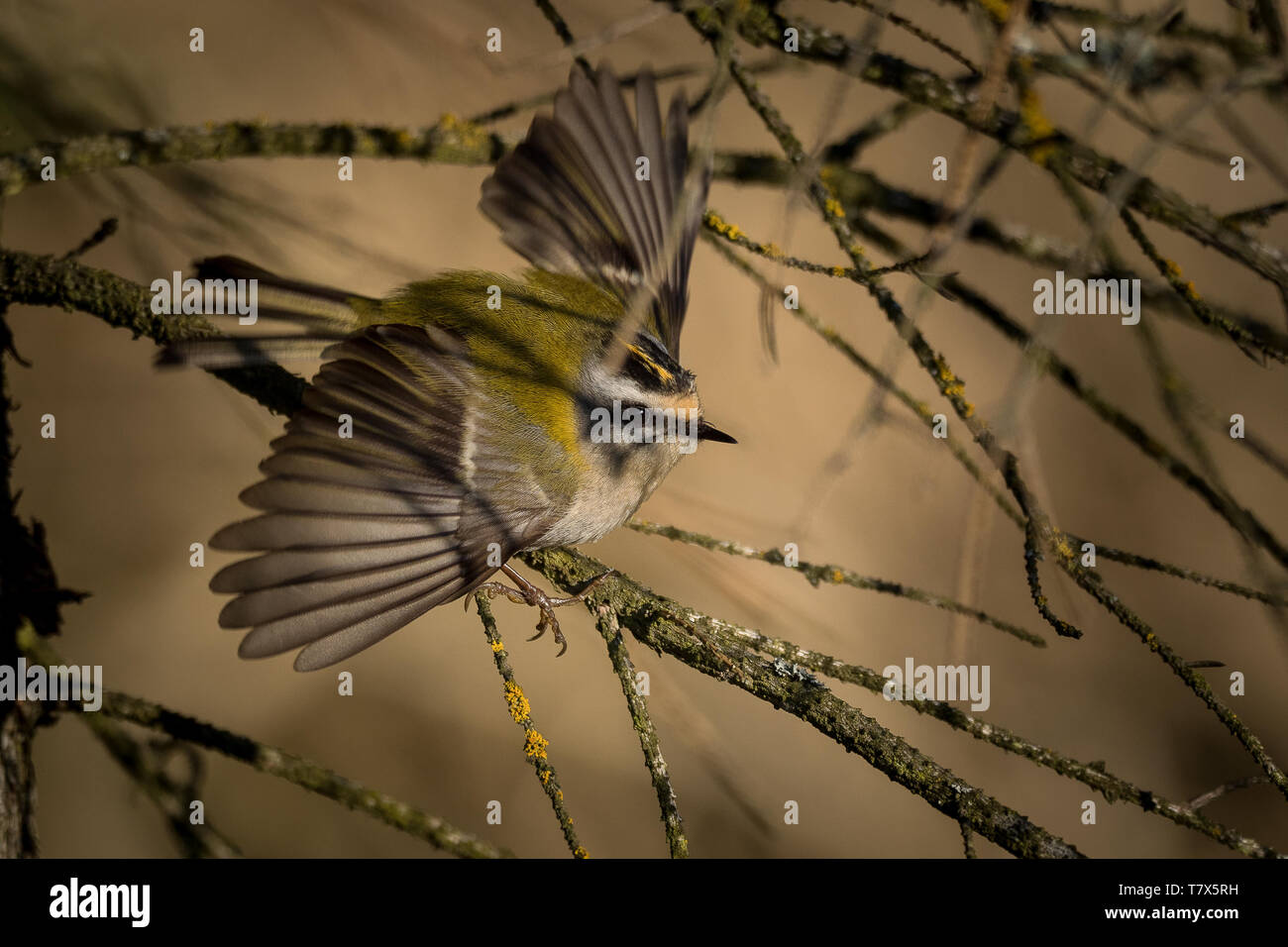 Firecrest - Regulus ignicapilla with the yellow crest in the forest ...