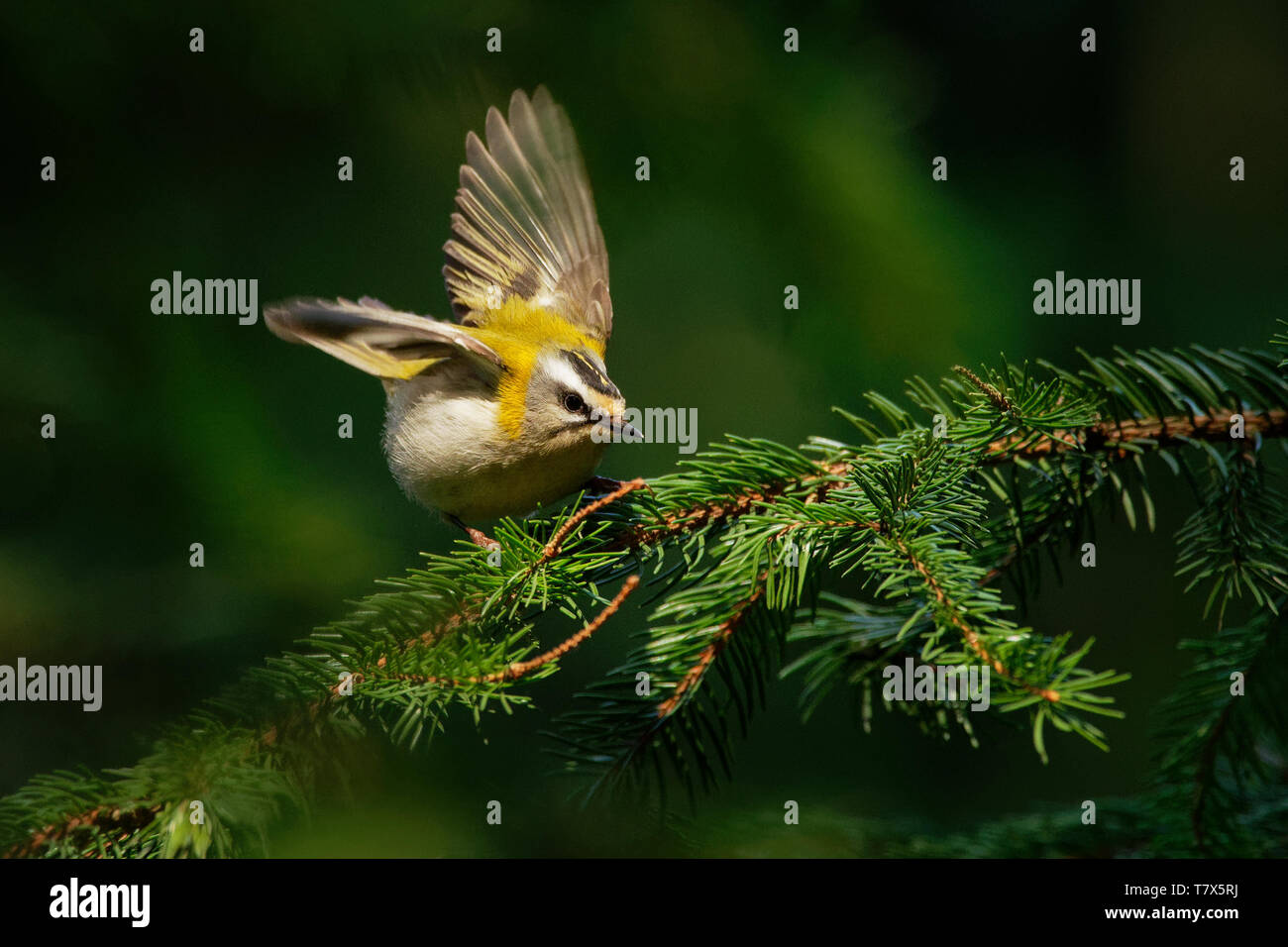 Firecrest - Regulus ignicapilla with the yellow crest sitting on the ...