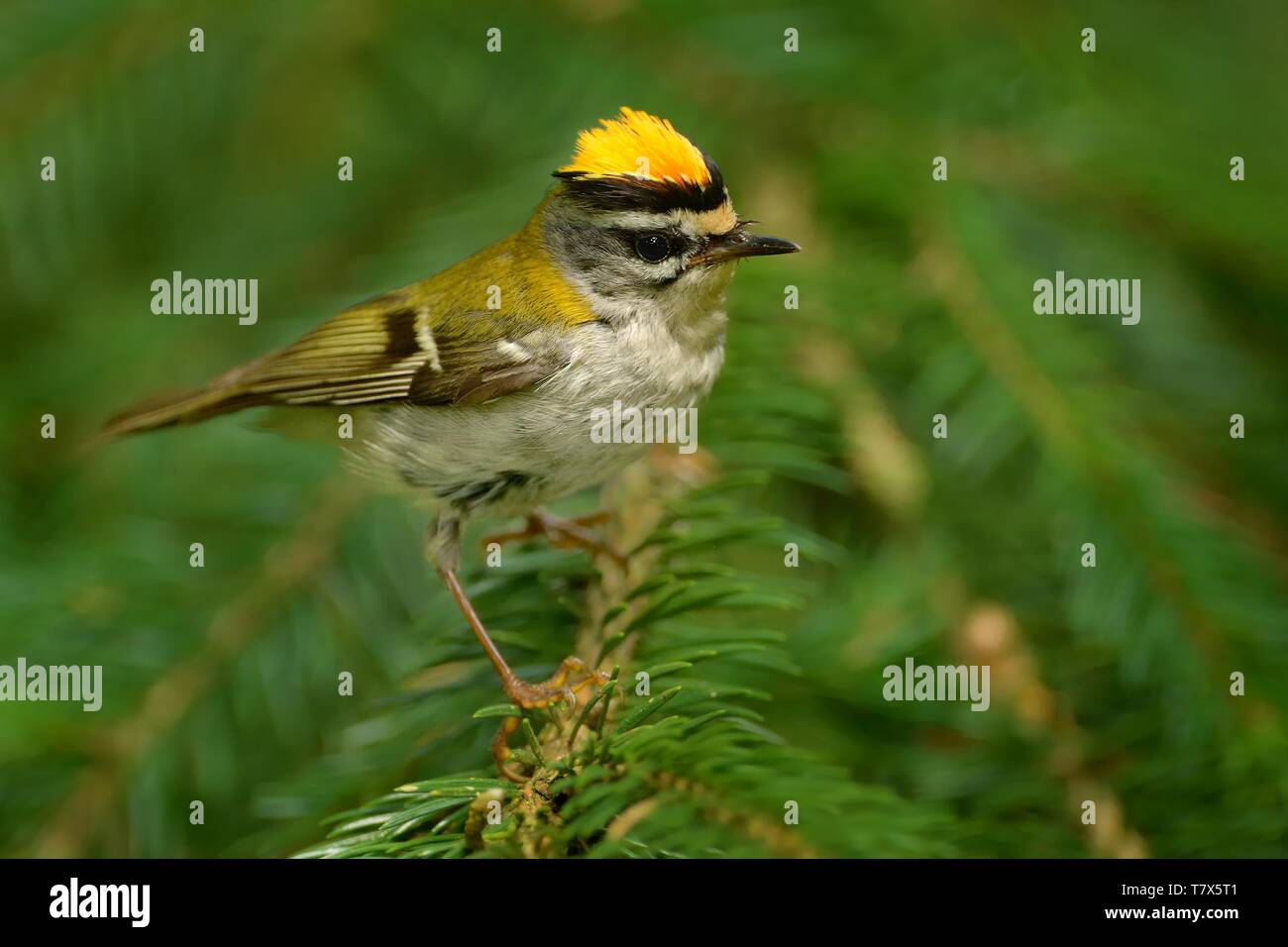 Firecrest - Regulus ignicapilla with yellow crest Stock Photo - Alamy