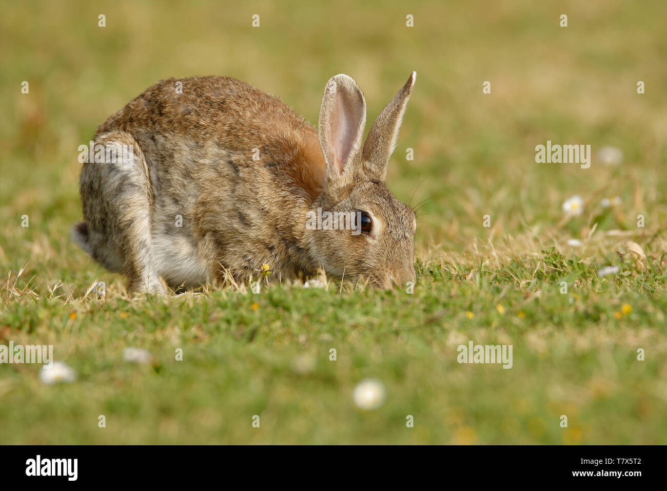European Rabbit - Oryctolagus cuniculus eating on the grass in ...
