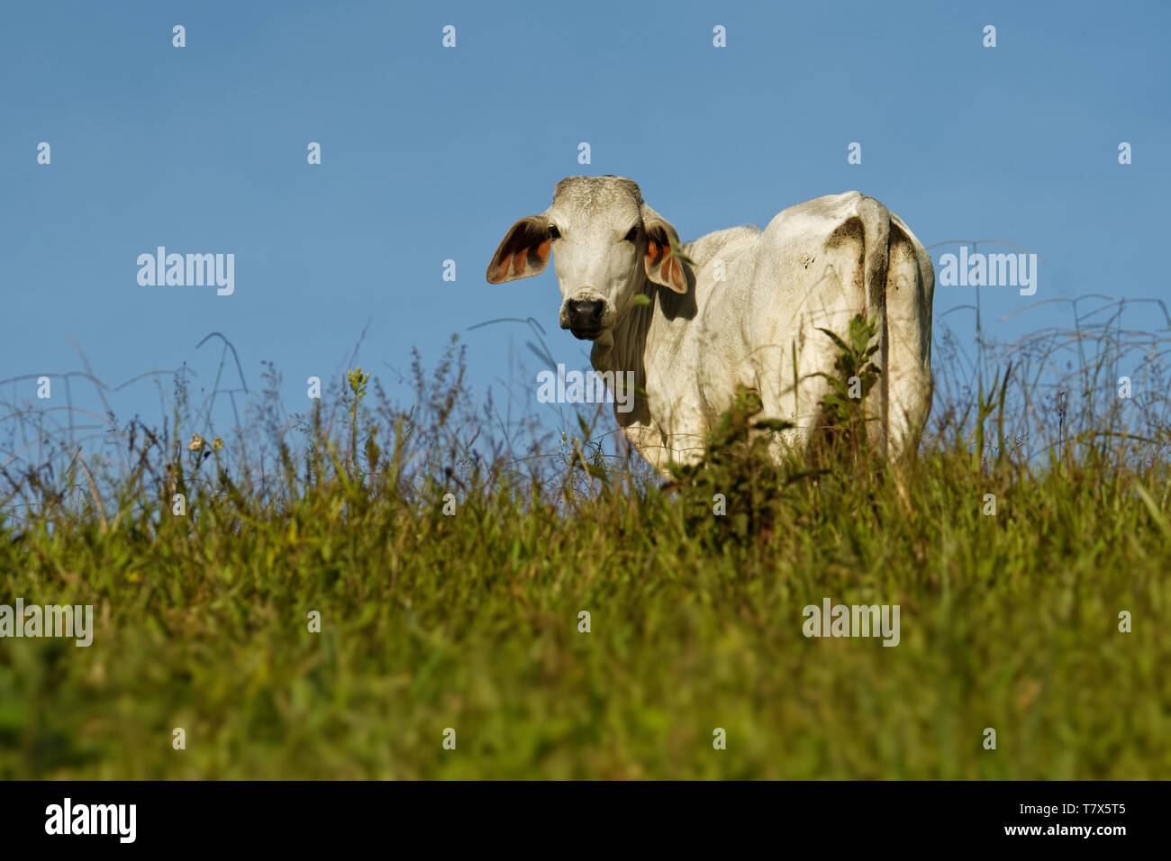 White cow on grazing in Costa Rica, green meadows and fields in Central ...