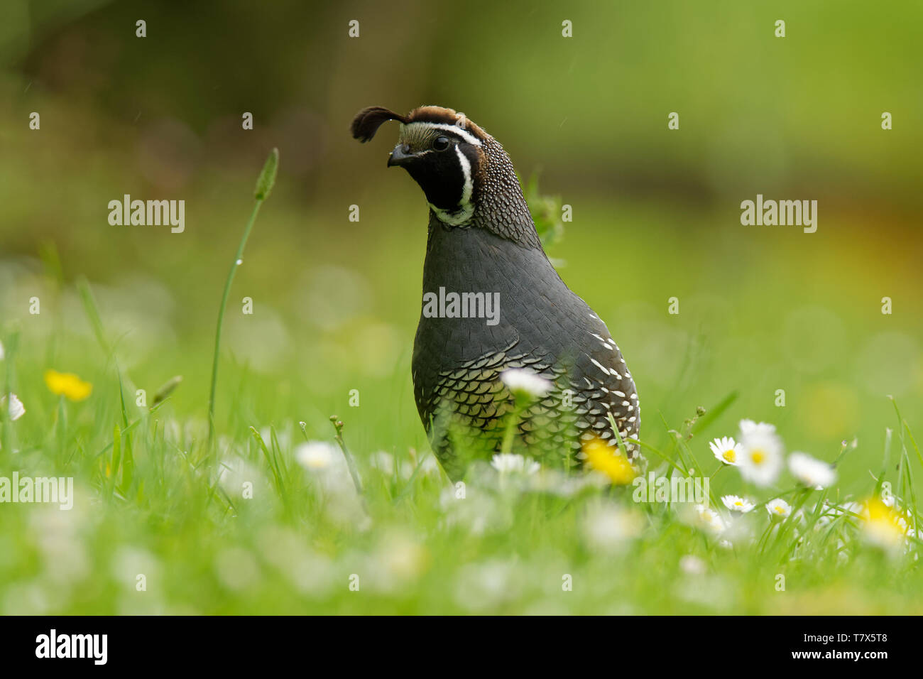 Quail grass hi-res stock photography and images - Alamy