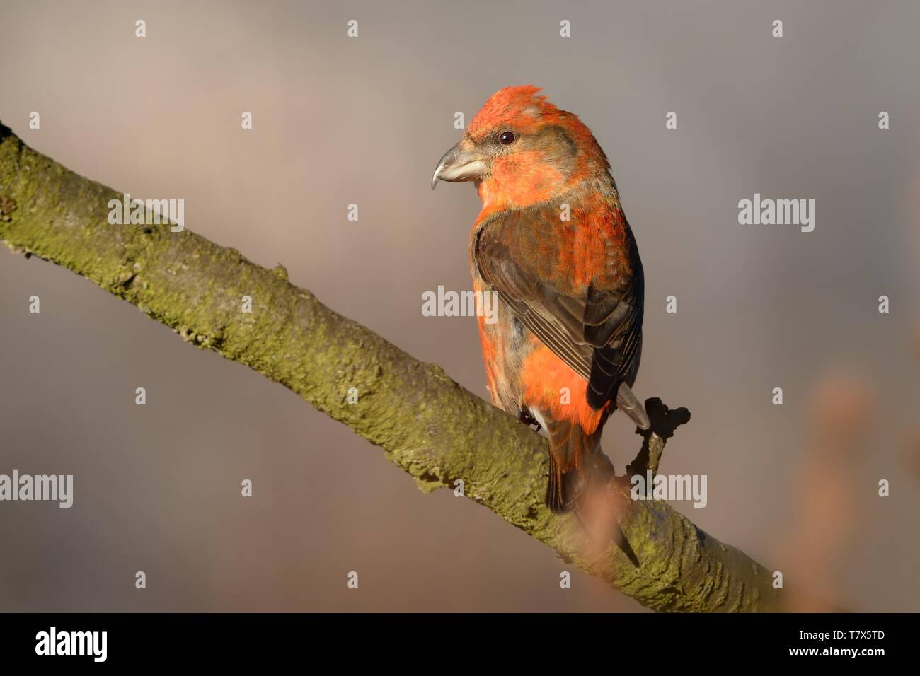 Female common crossbill hi-res stock photography and images - Alamy
