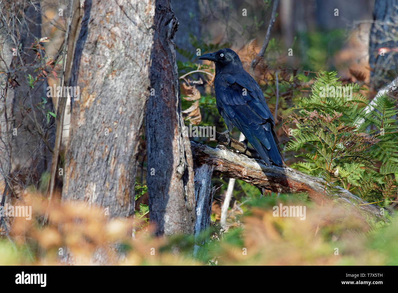 Forest Raven - Corvus tasmanicus known as the Tasmanian raven ...