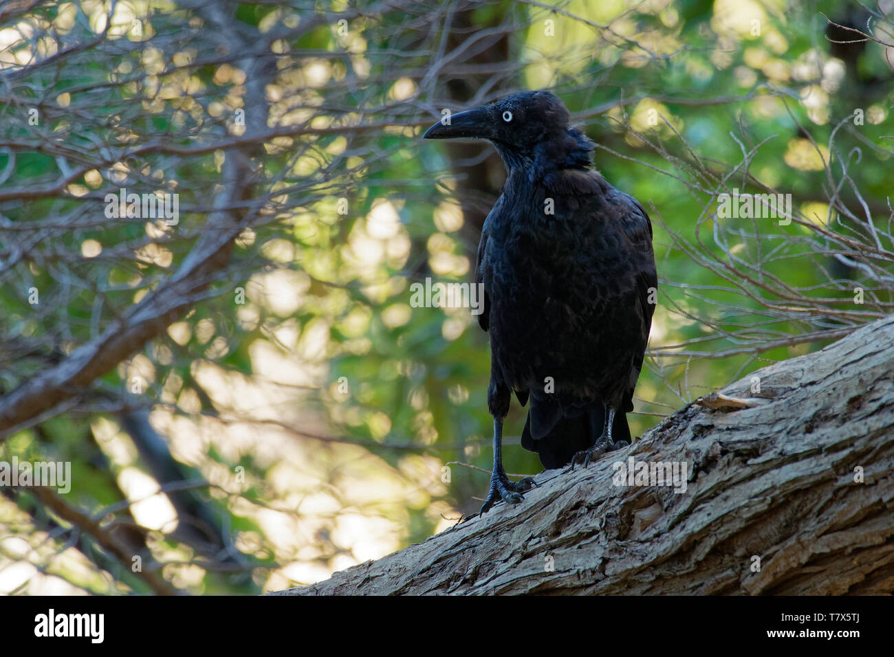 Forest Raven - Corvus tasmanicus known as the Tasmanian raven ...