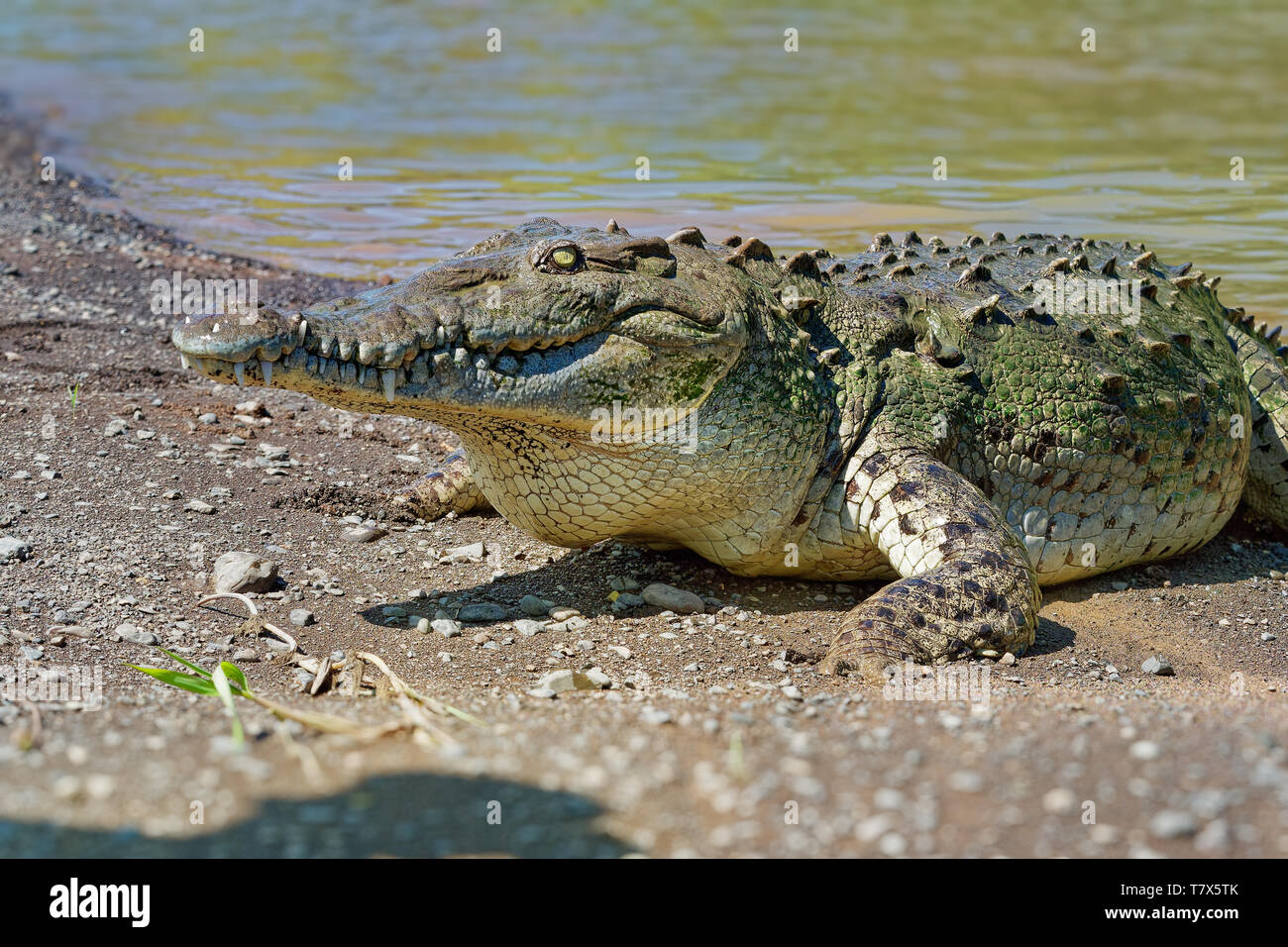 American Crocodile - Crocodylus acutus species of crocodilian found in ...
