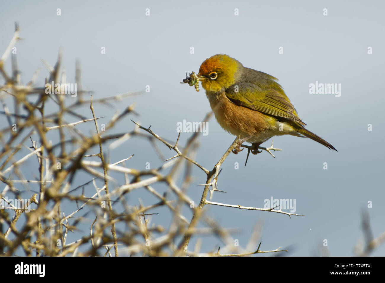 Zosterops lateralis - Silvereye - in maori language tauhou in the ...