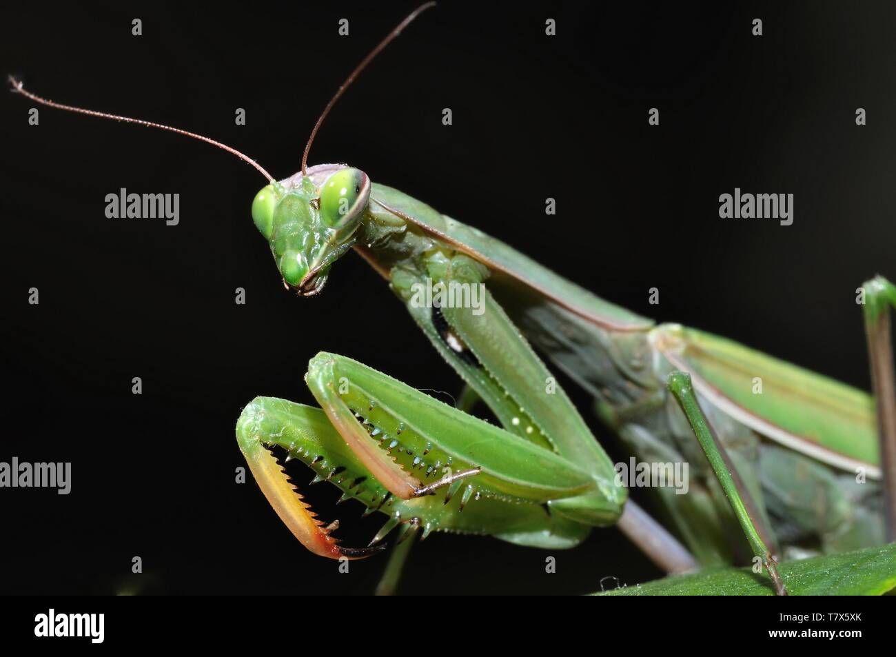European mantis (Mantis religiosa) Portrait of the beautiful mantis in ...