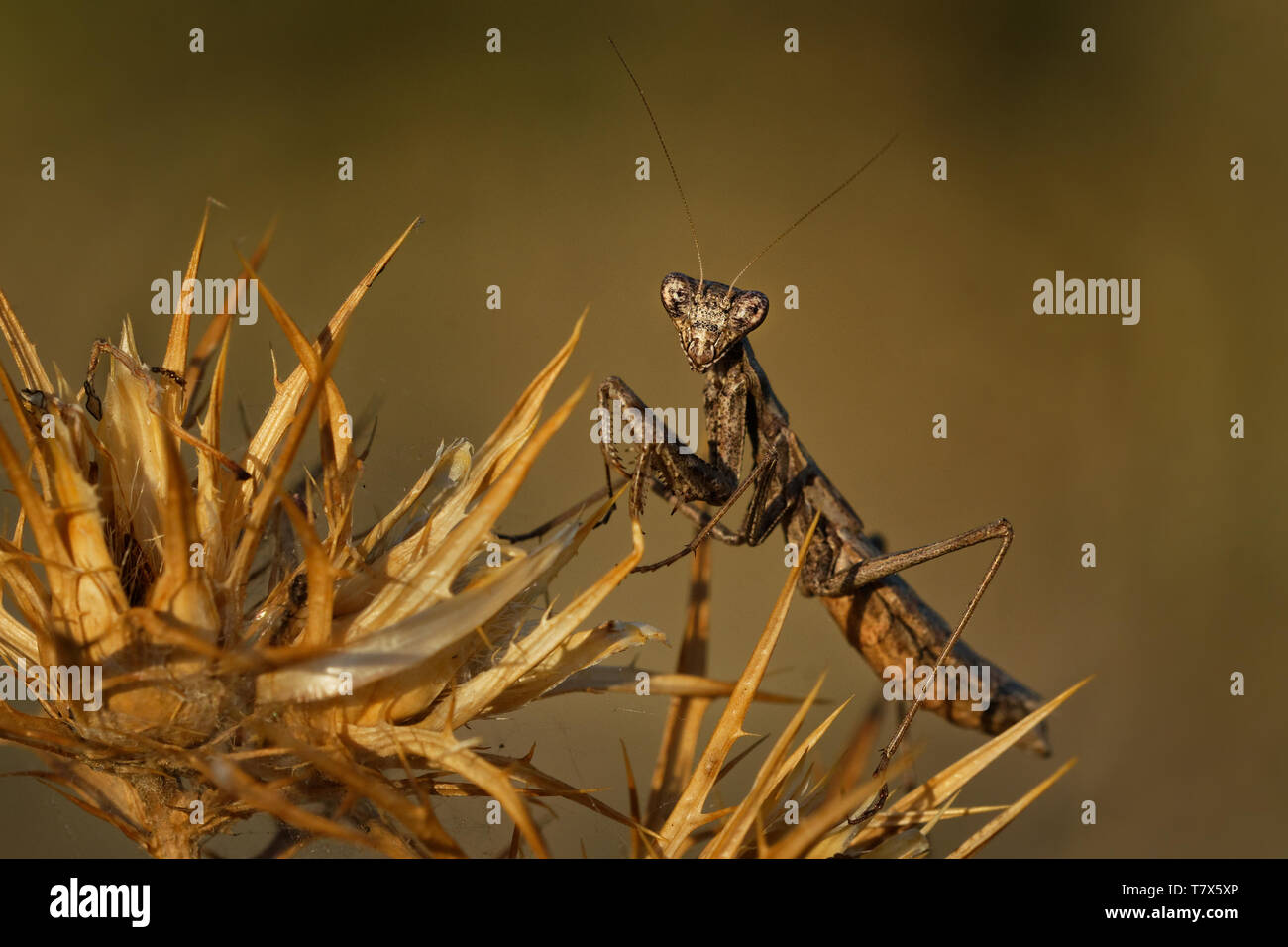 Ameles spallanzania, European dwarf mantis, is a species of praying ...