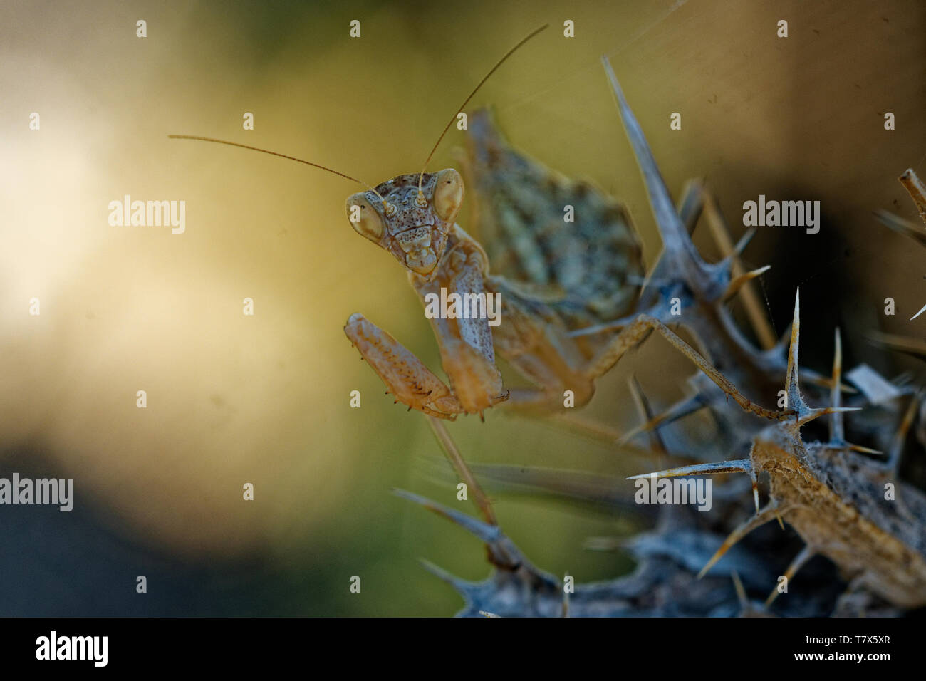 Species of praying mantis hi-res stock photography and images - Alamy