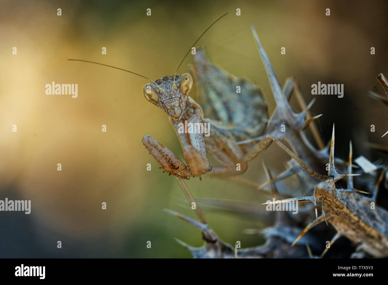 Ameles spallanzania, European dwarf mantis, is a species of praying ...